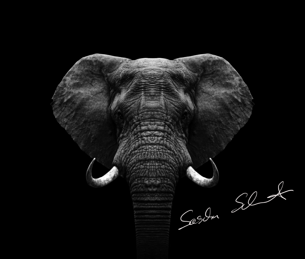 ABOUT BLACK ELEPHANT | Black Elephant Coaching